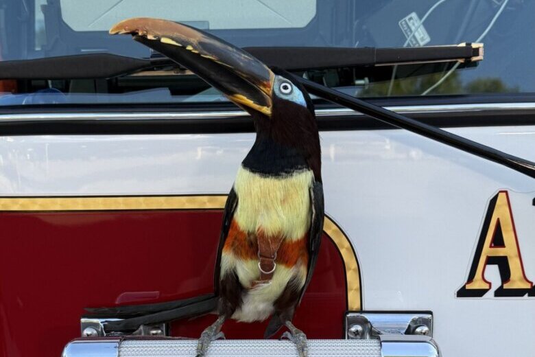 TikTok-famous toucan gets rescued by Arlington Co. firefighters - WTOP News