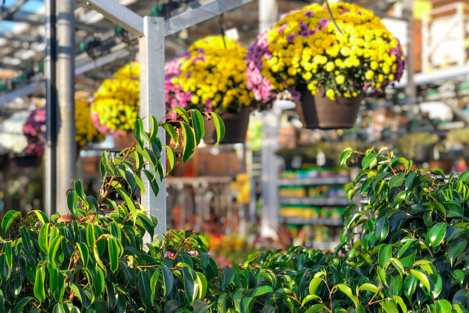 Merrifield Garden Center in Prince William County to close after $160 ...