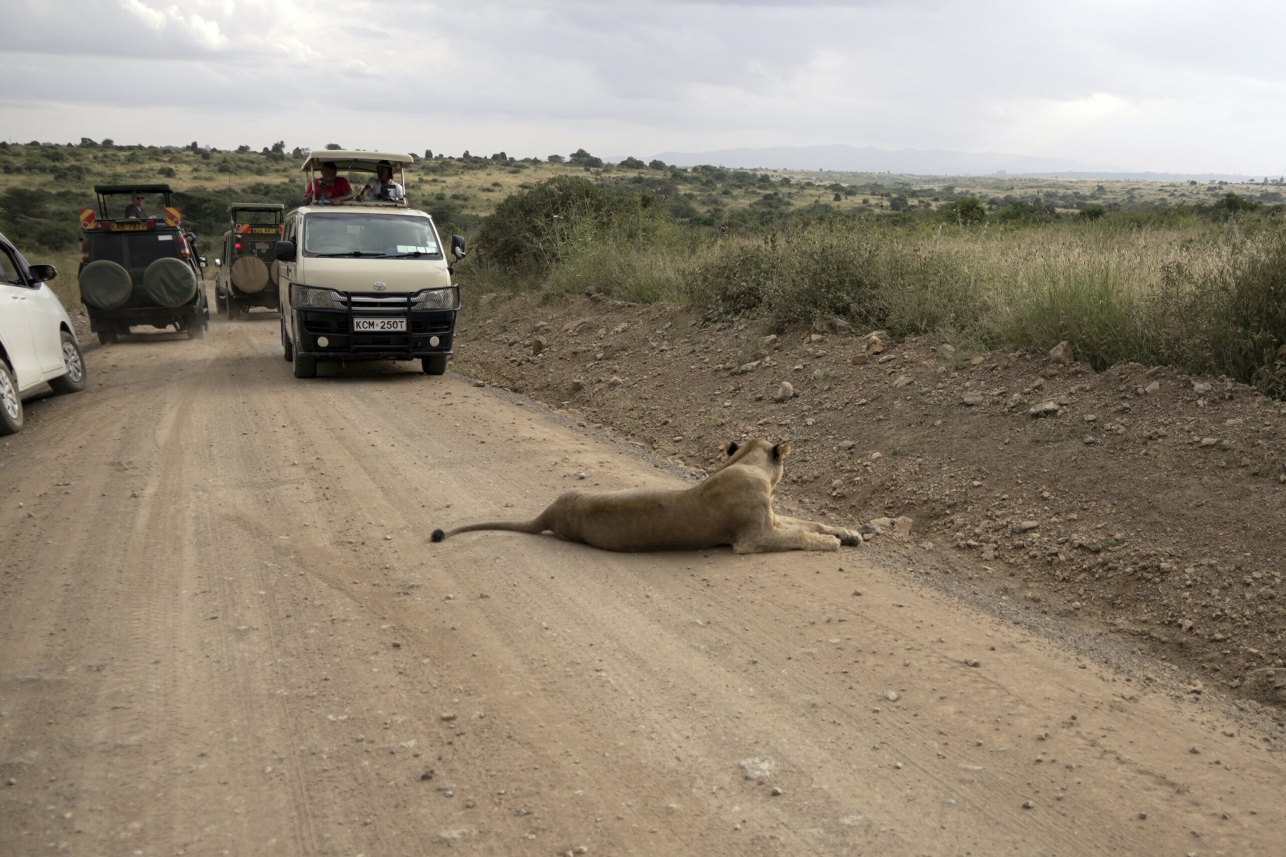 He lives alongside lions in Nairobi. The human-wildlife collision is ...