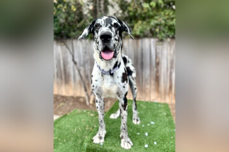Meet Suddenly Seymour, a big-hearted Great Dane - WTOP News