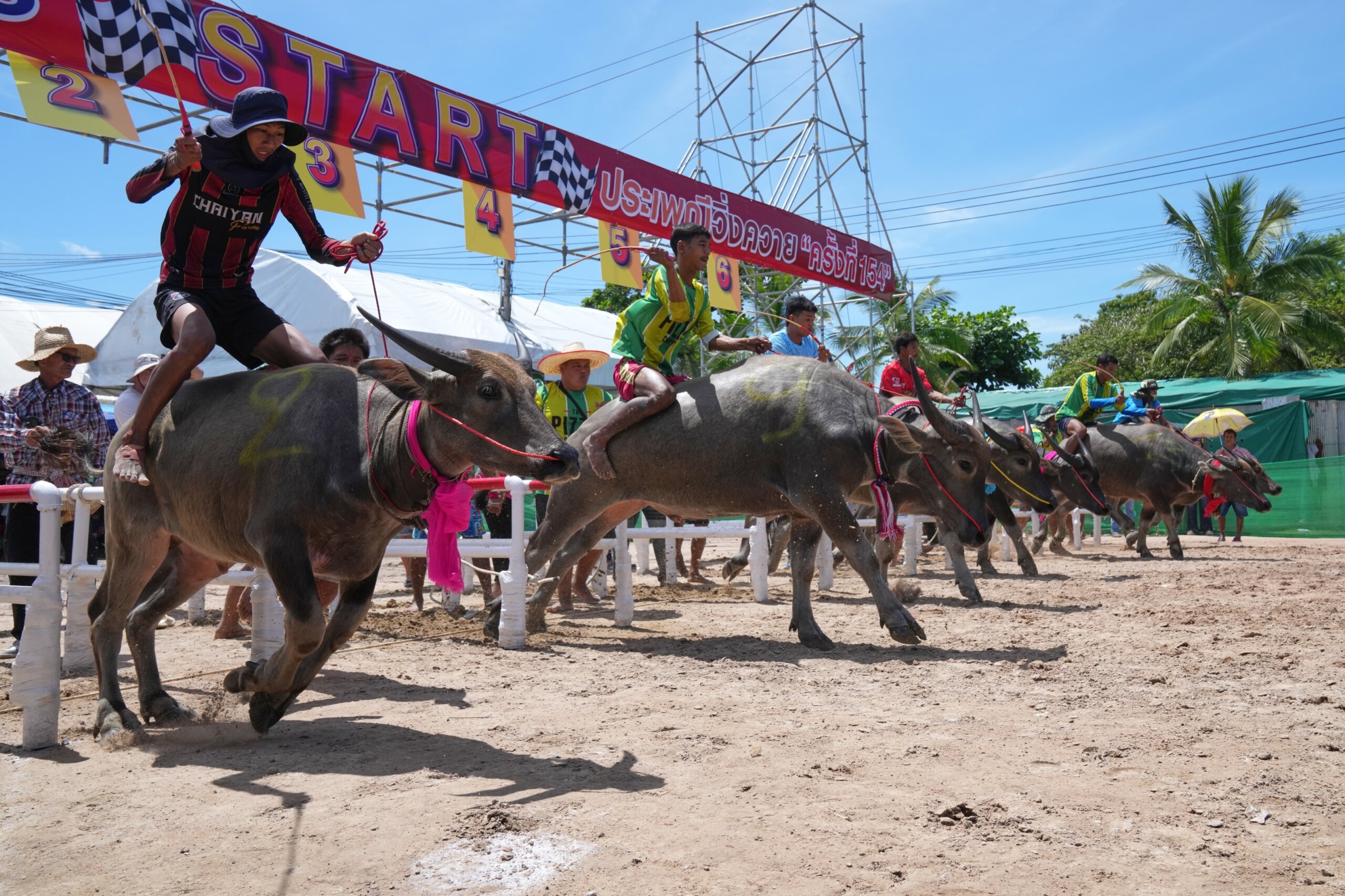 A beauty pageant for buffaloes in Thailand raises status of the humble ...