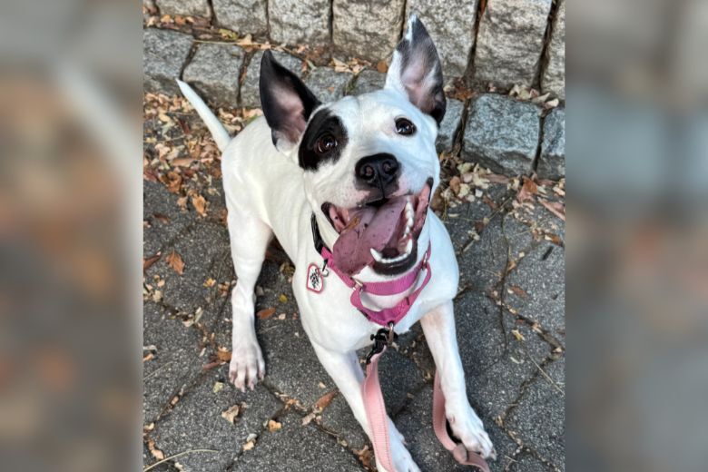 Meet Girard Mutler, a brave survivor with irresistible charm - WTOP News