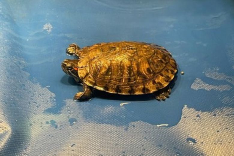 Meet Turbo! This red-eared slider turtle loves swimming - WTOP News