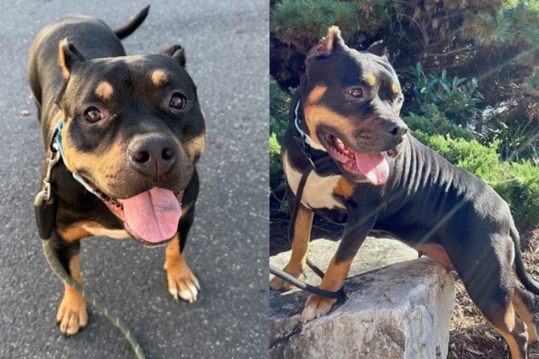 Meet Crumpet, a big playful pup - WTOP News