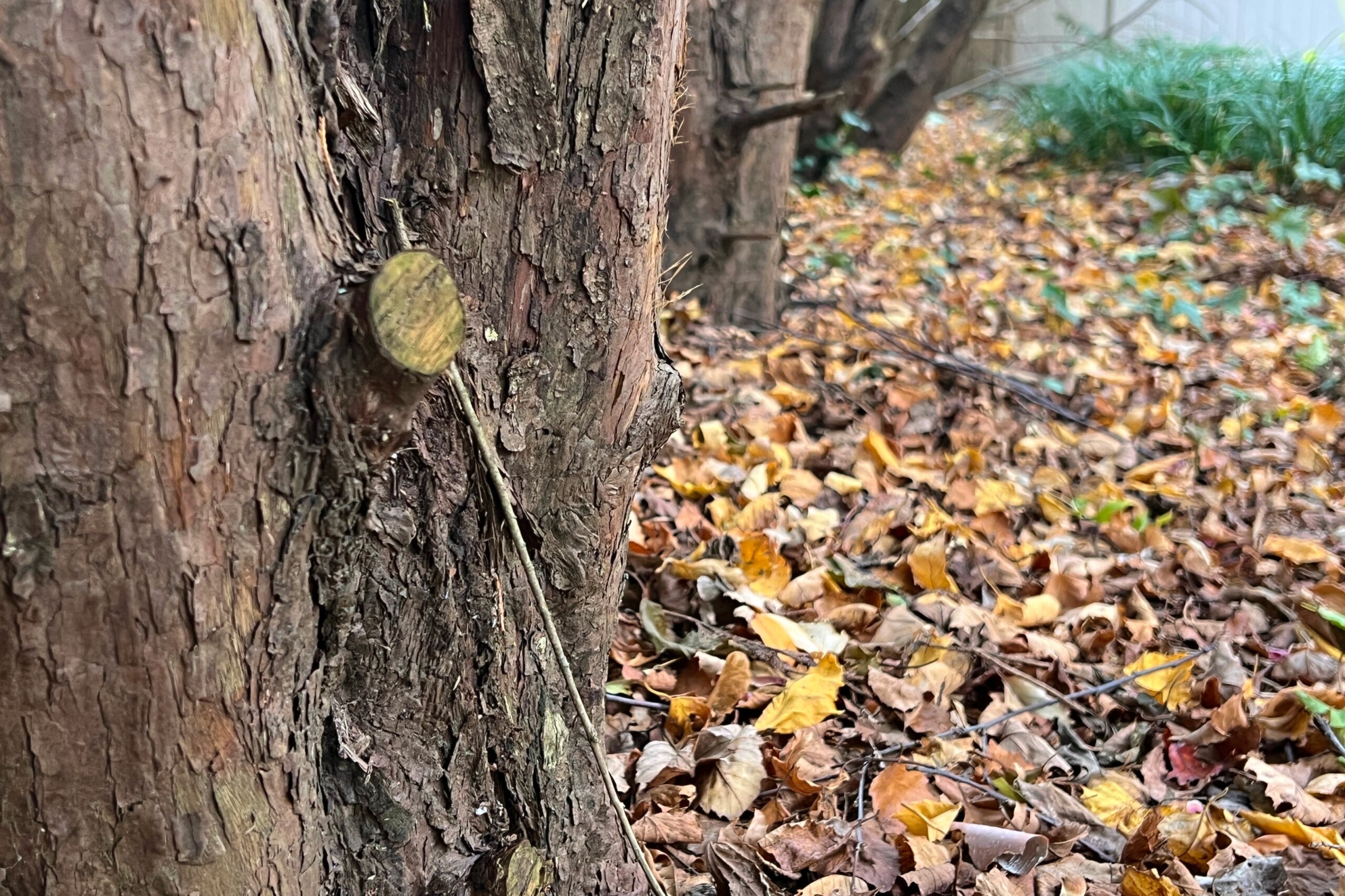Transform fallen leaves into valuable leaf mold for your garden this ...