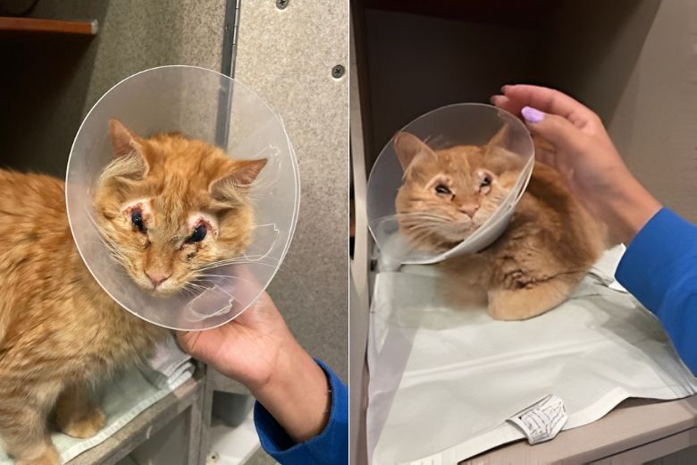 Meet Quincy, an orange cat on the prowl for TLC - WTOP News