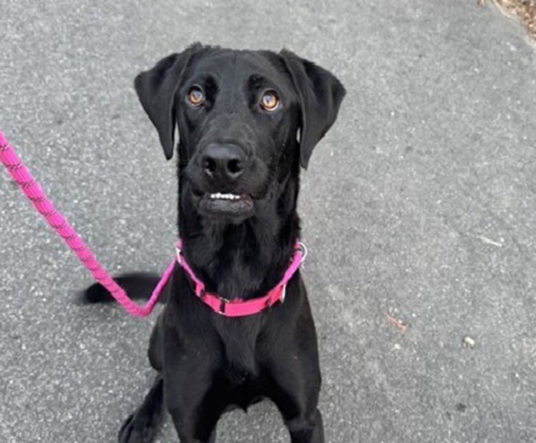 Meet Chuck, a gem of a black Lab who adores being around humans - WTOP News