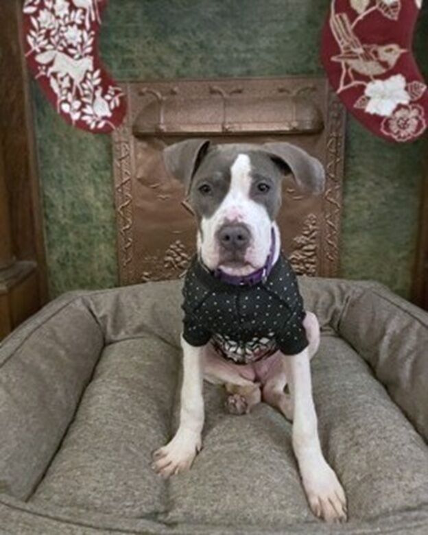 Meet Grizzy, a cuddly Pittie mix puppy who’s seen some hard times ...