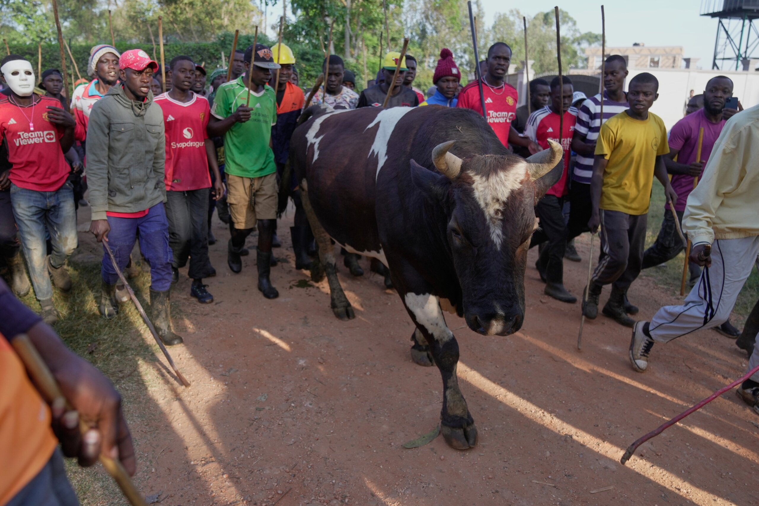 Photos show a bullfight in Kenya, where an ancient sport attracts ...