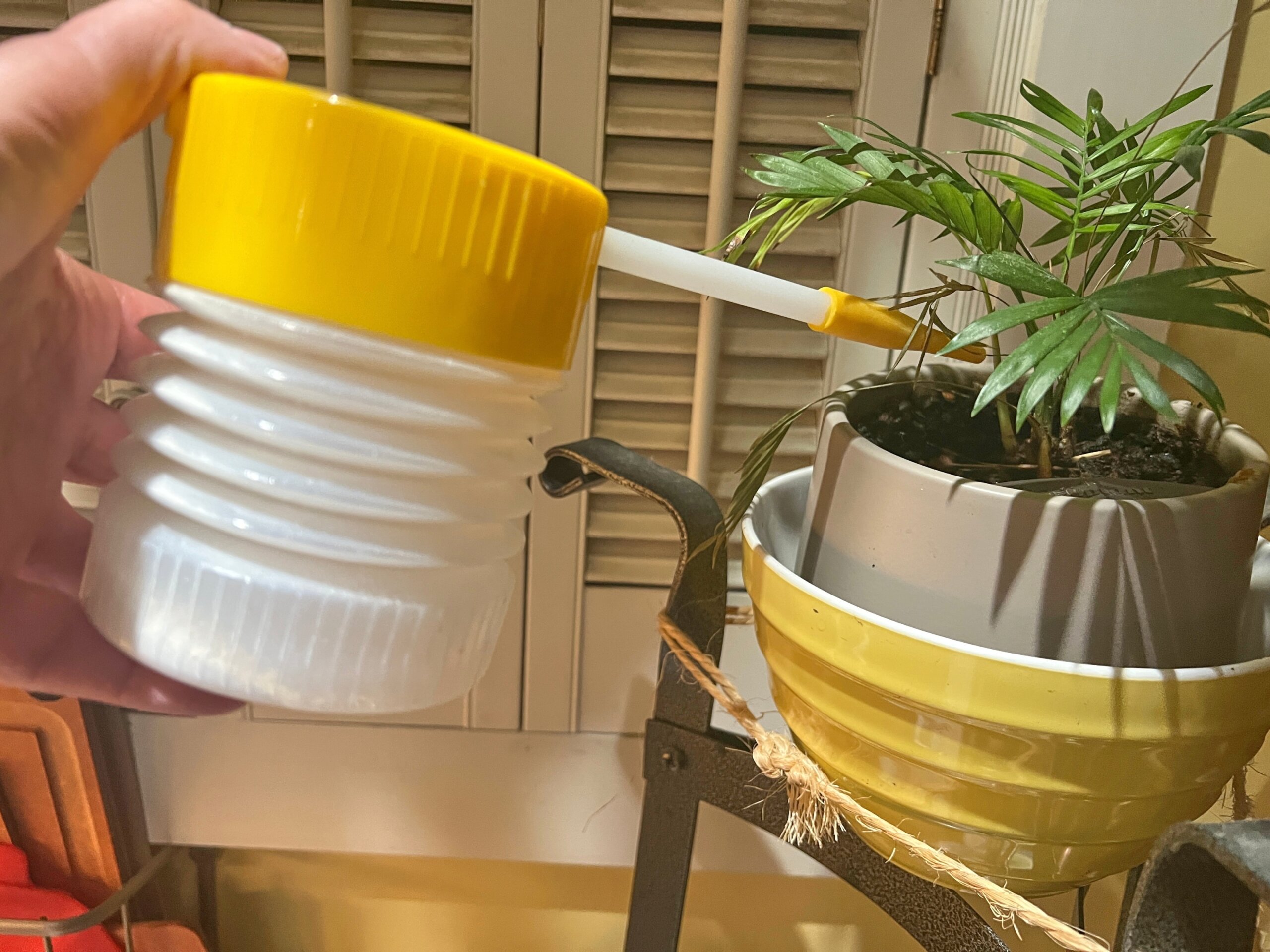 The secret to pest-free houseplants starts at the nursery - WTOP News