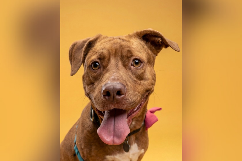 Meet Charlie Bones, a handsome, head-turning pup - WTOP News