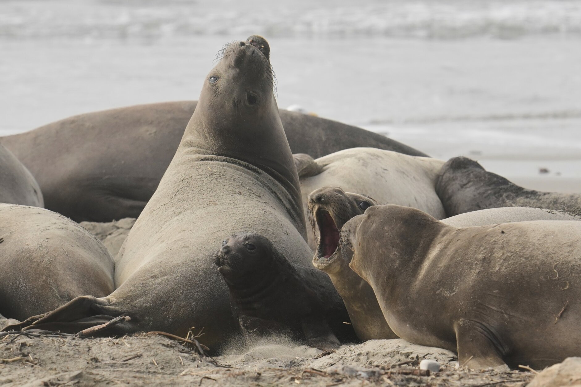 Elephant seals return to Año Nuevo State Park. Visitors watch battling ...