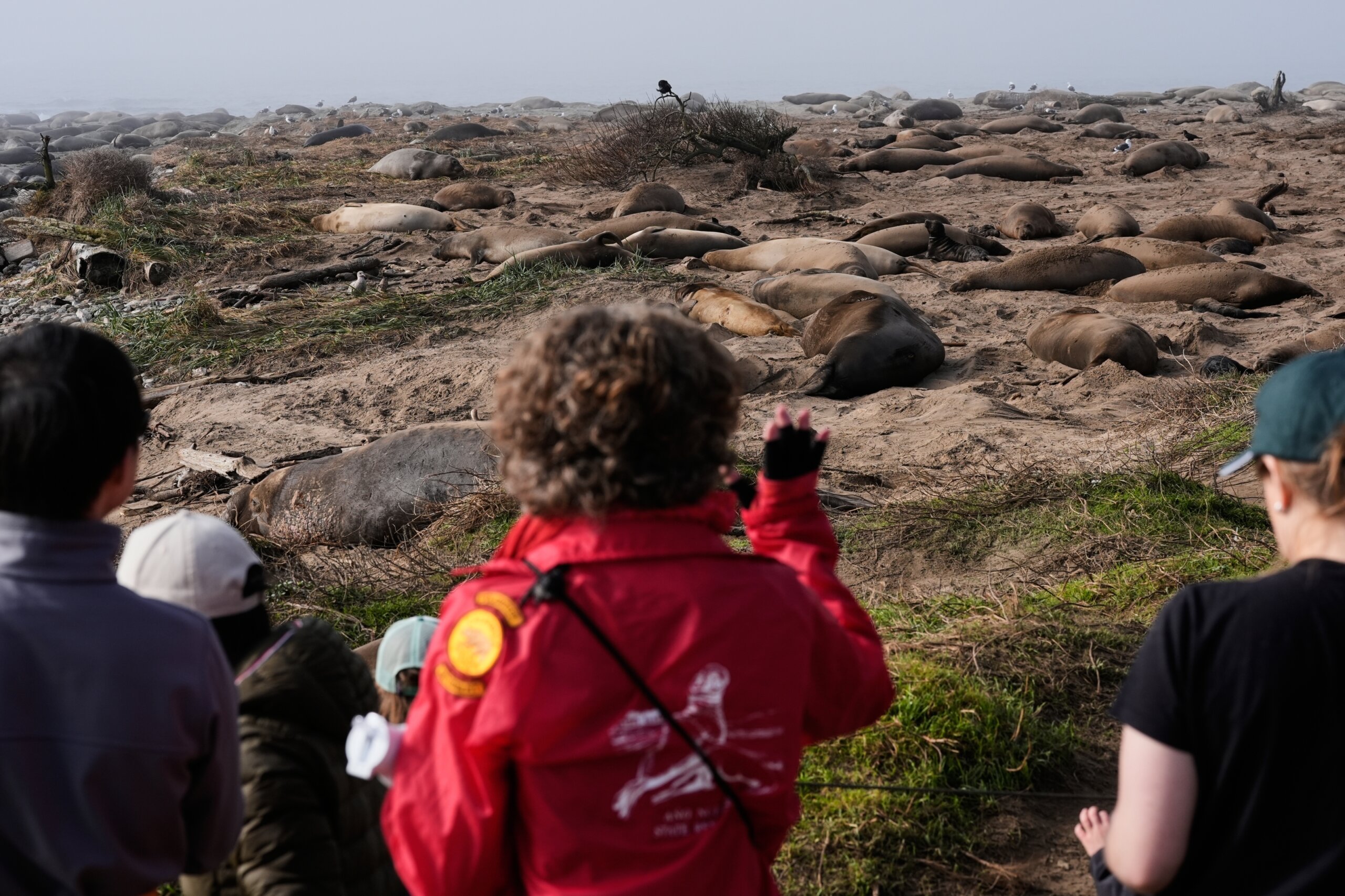 Elephant seals return to Año Nuevo State Park. Visitors watch battling ...