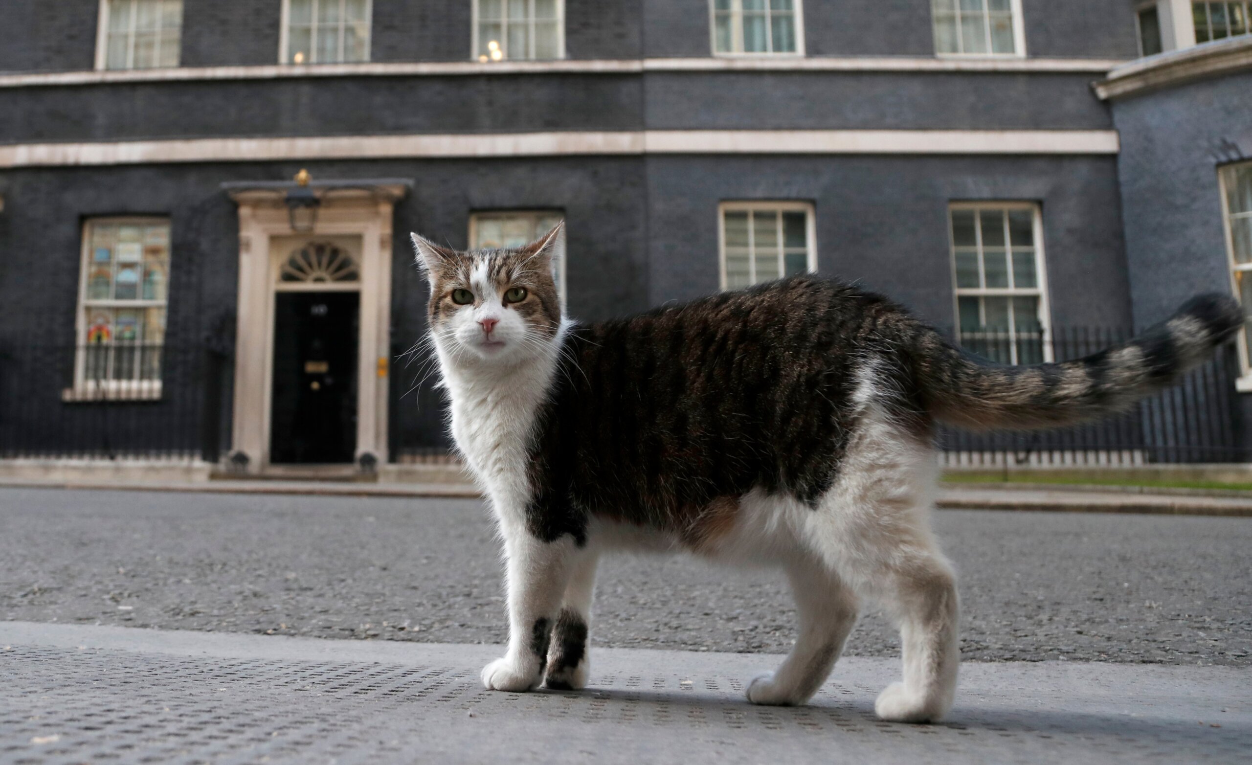 ‘First feline’ Larry marks 15 years as Britain’s political top cat ...