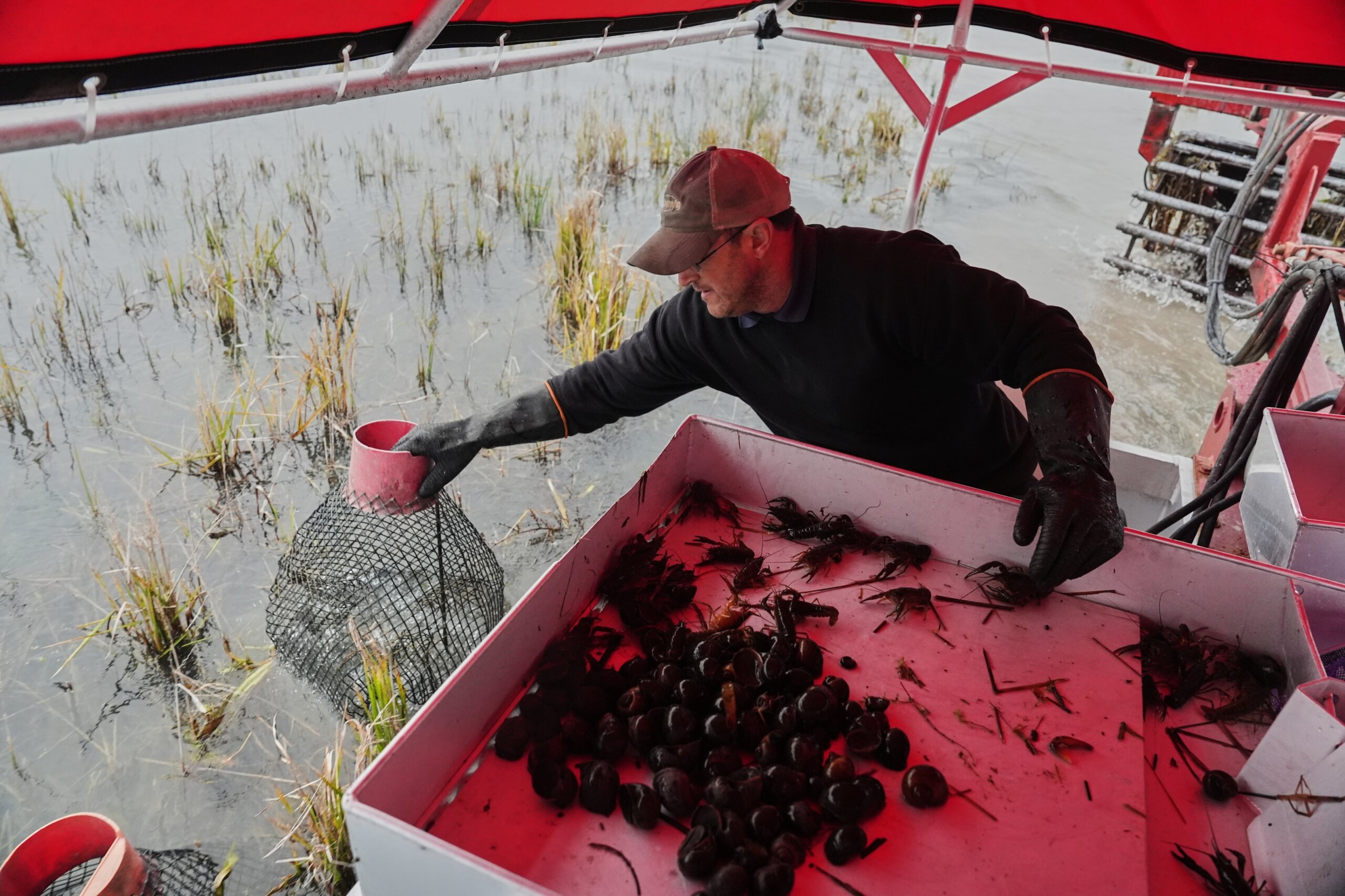 Giant snails and tiny insects threaten the South’s rice and crawfish ...