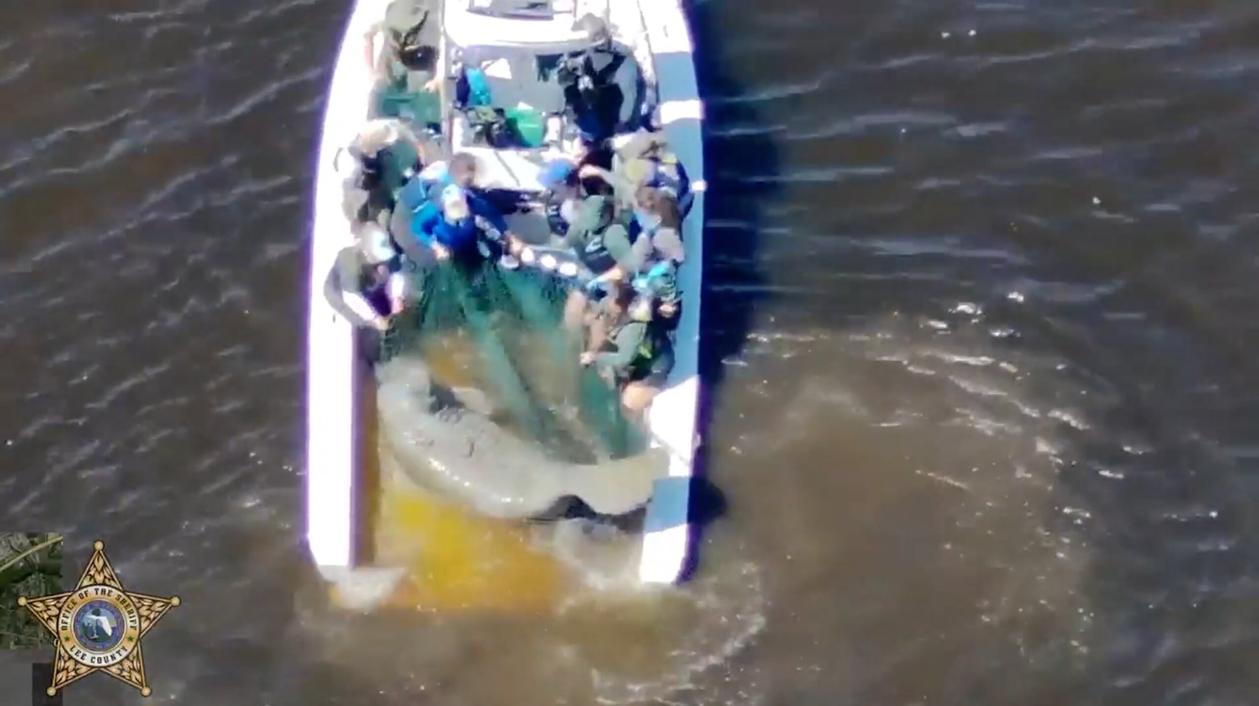 Injured mother manatee and calf are rescued in Florida and taken to ...