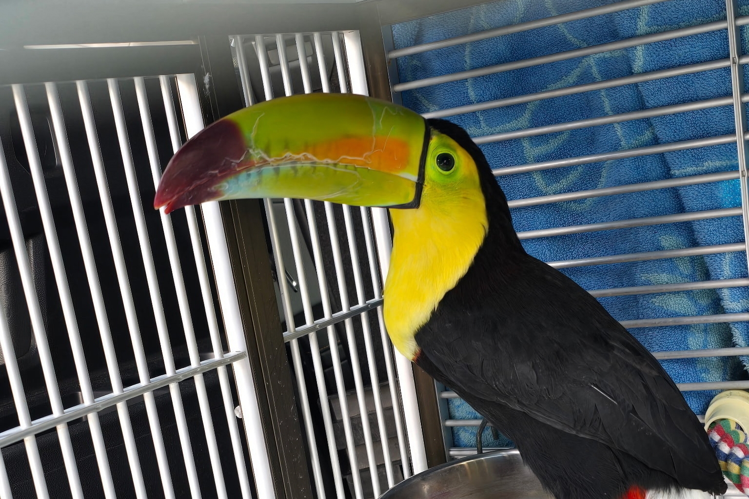 Toucan seen flying around Sin City has been rescued - WTOP News
