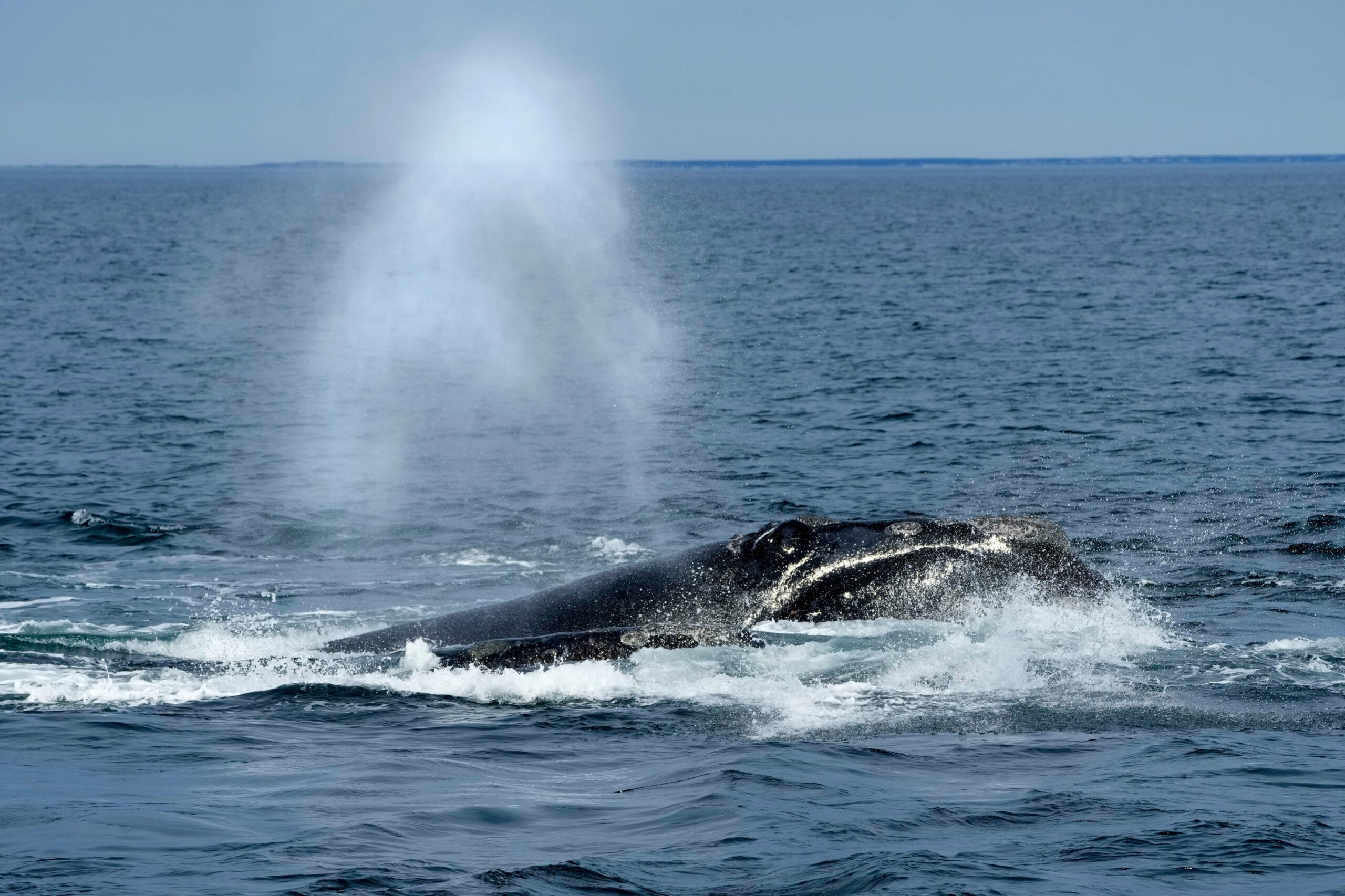 US ocean regulator faces criticism over changes to right whale ...