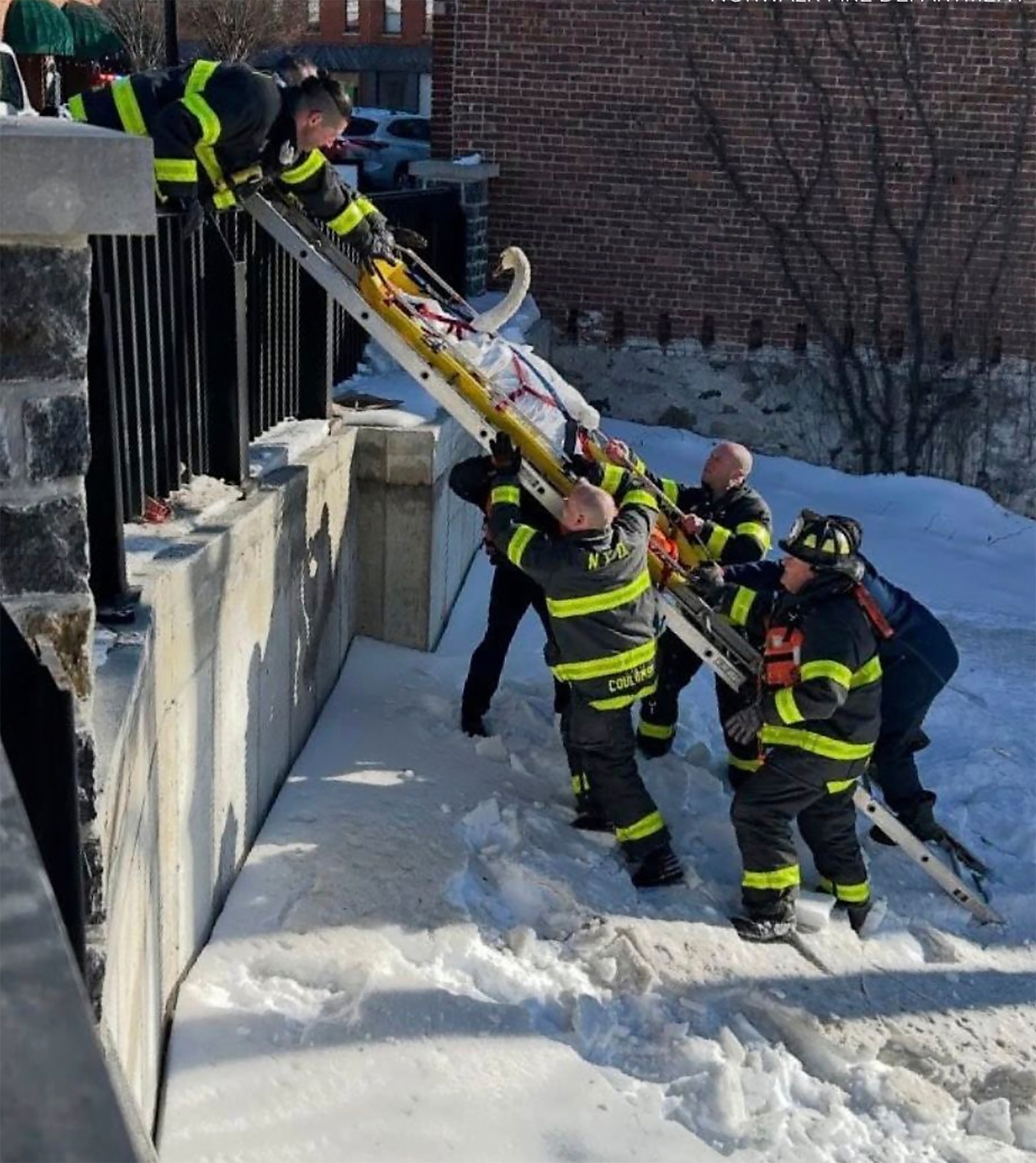 Firefighters rescue swan stuck in frozen Connecticut river - WTOP News