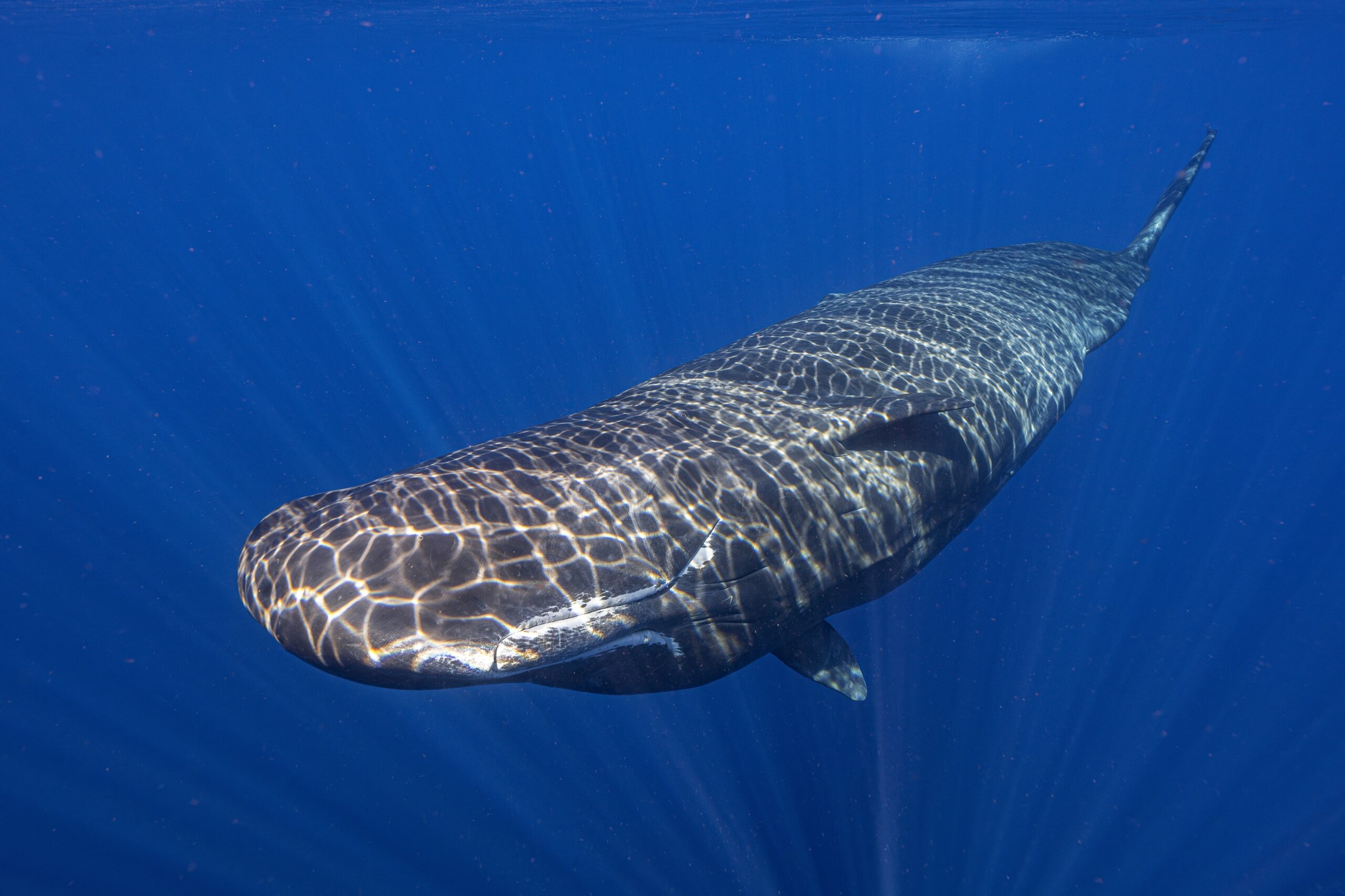 Scientists captured female sperm whales on video working together ...