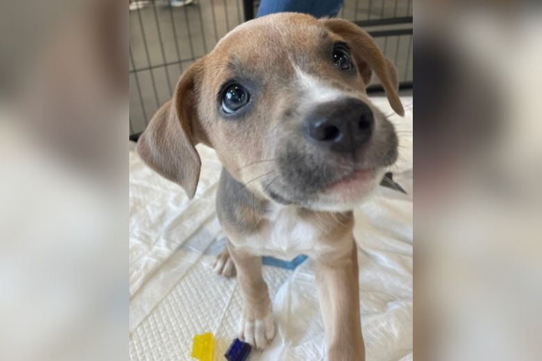 Meet Kelly, an irresistible puppy who’s still learning about the world ...