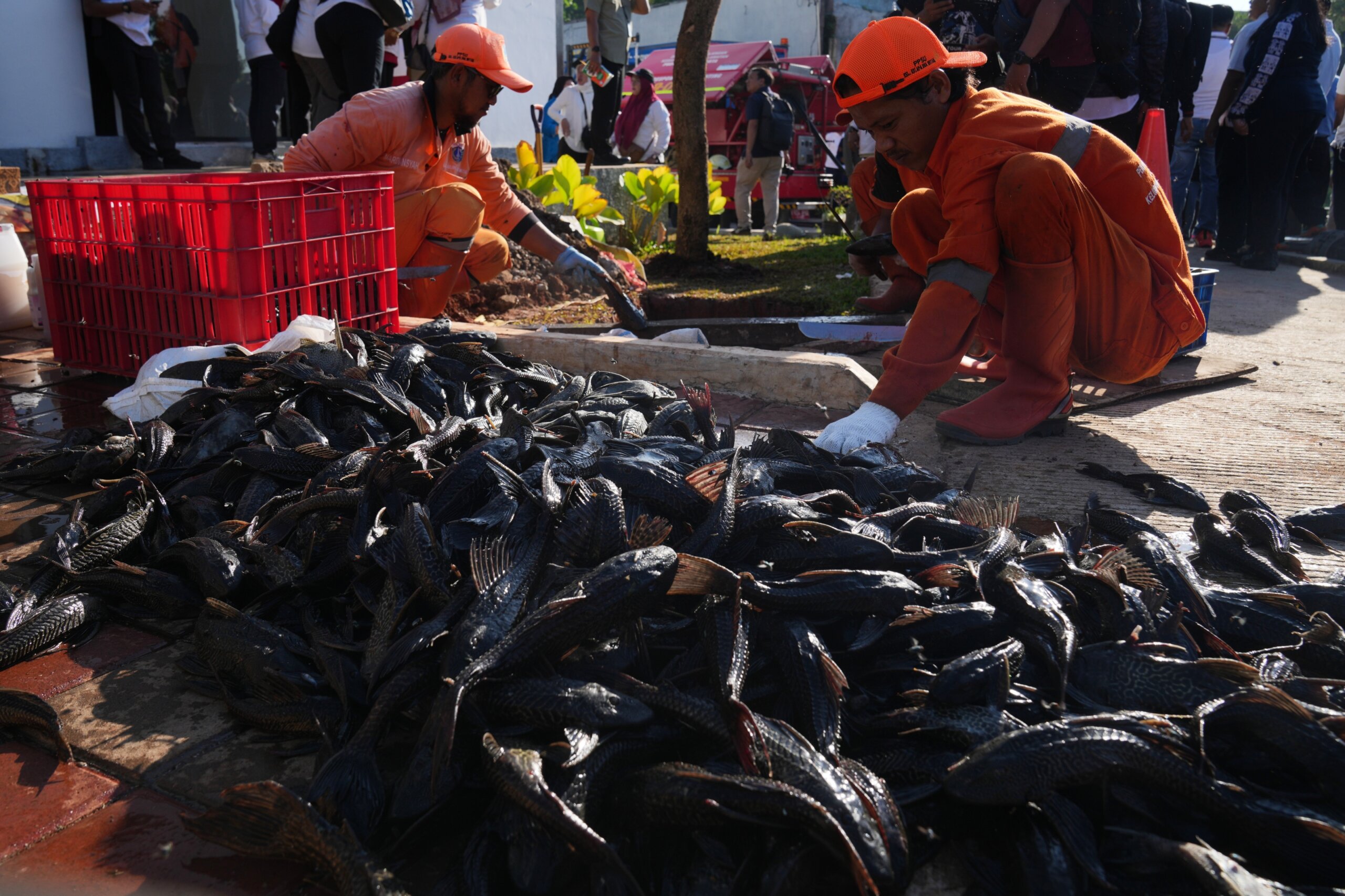 Explosion of invasive ‘janitor fish’ sparks mass removal operation in ...