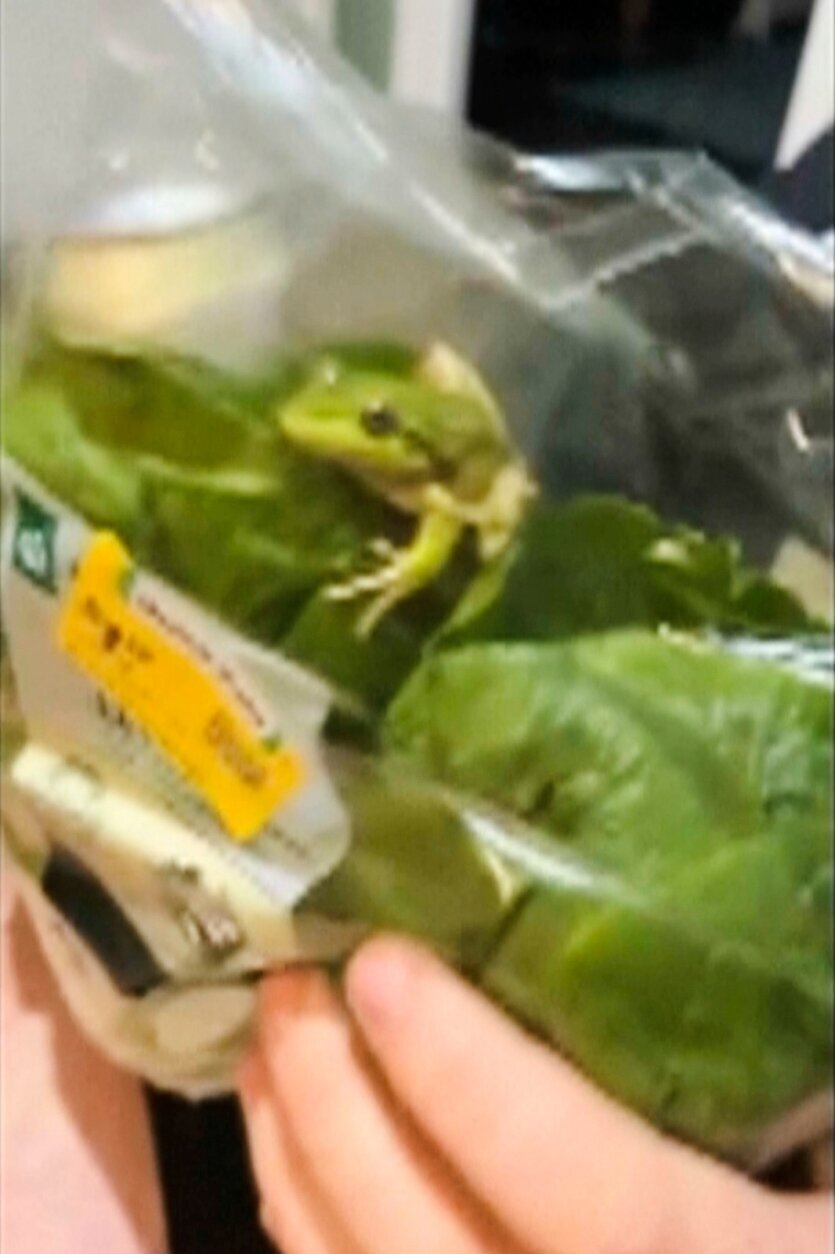Lettuce introduce you to the live frog found in this grocery store ...