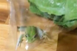 Lettuce introduce you to the live frog found in this grocery store ...