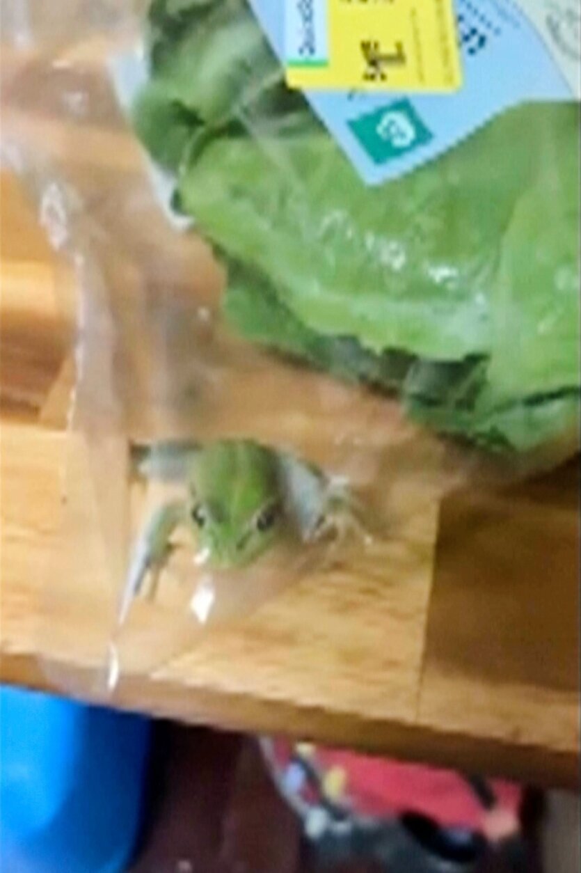 Lettuce introduce you to the live frog found in this grocery store ...